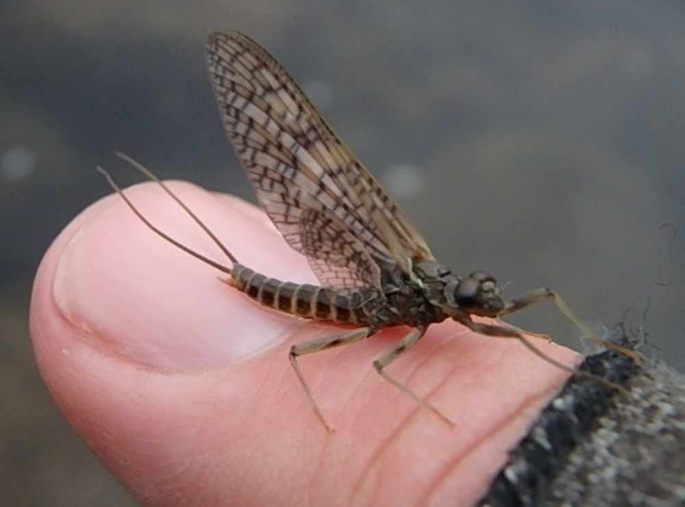 Fly In Focus - March Brown